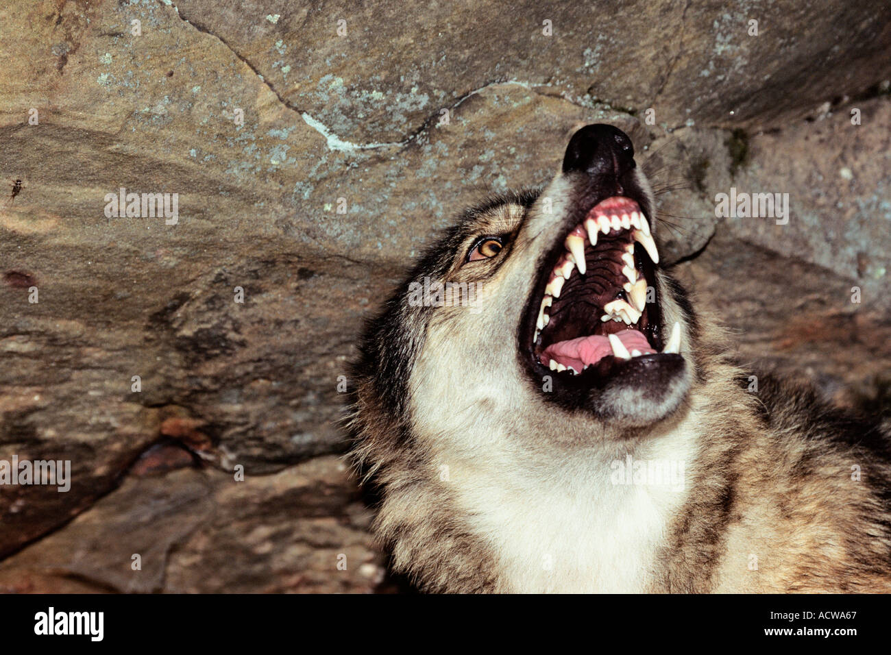 Wolf Growling High Resolution Stock Photography and Images - Alamy