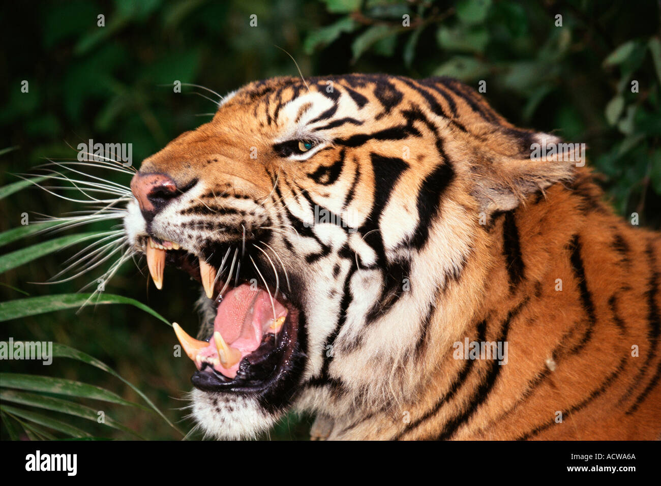 Bengal Tiger Snarling High Resolution Stock Photography and Images - Alamy