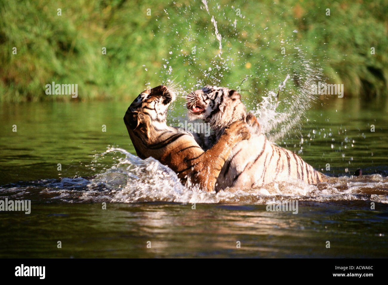 Bengal Tiger Snarling High Resolution Stock Photography and Images - Alamy