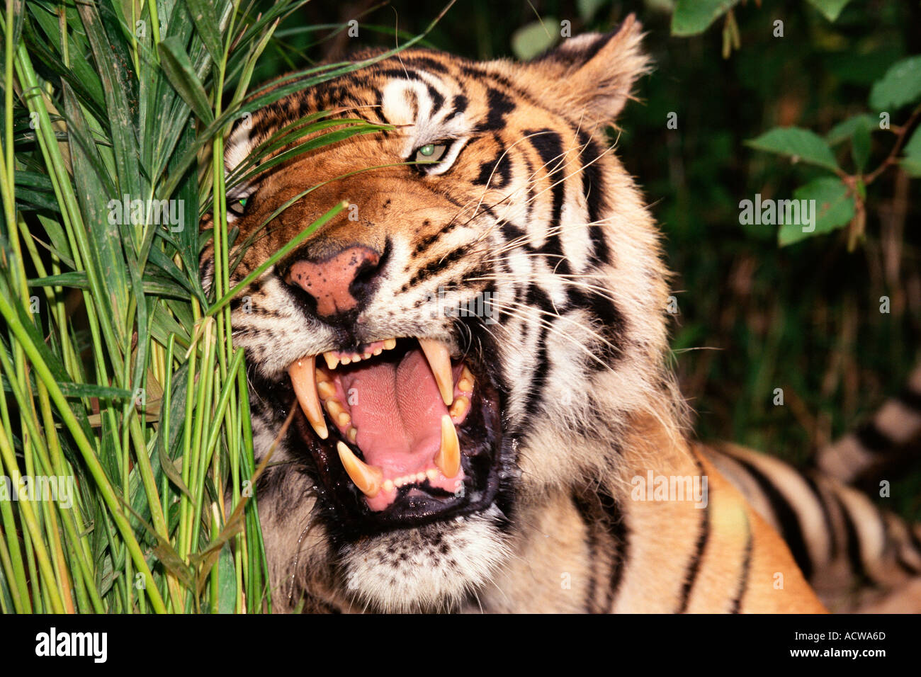 Tiger roaring growling hi-res stock photography and images - Alamy