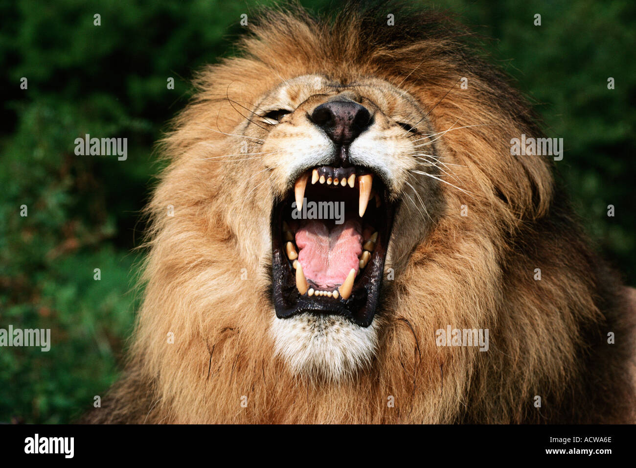 Snarling Lion High Resolution Stock Photography and Images - Alamy