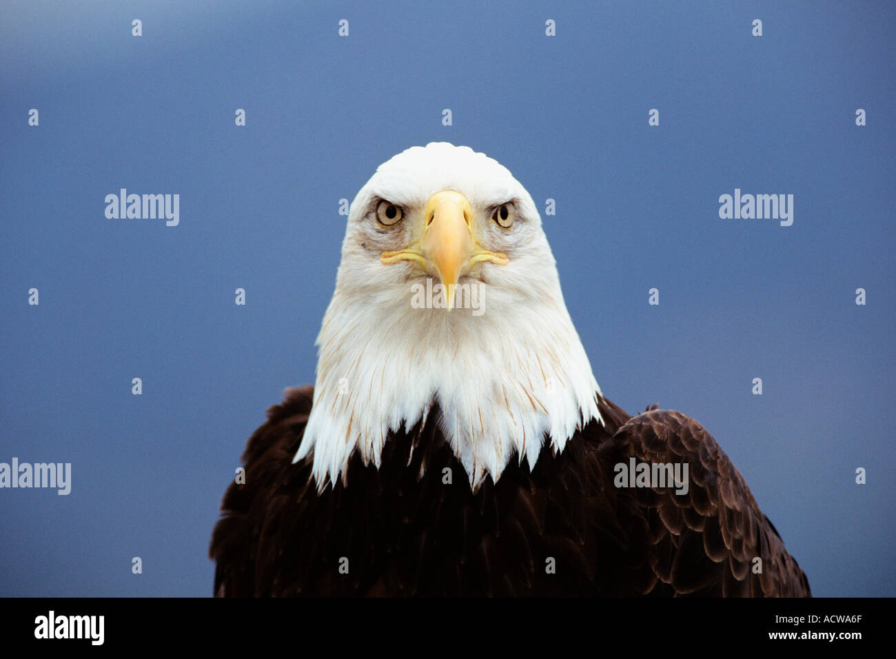 Portrait Of A Bald Eagle High Resolution Stock Photography and Images ...