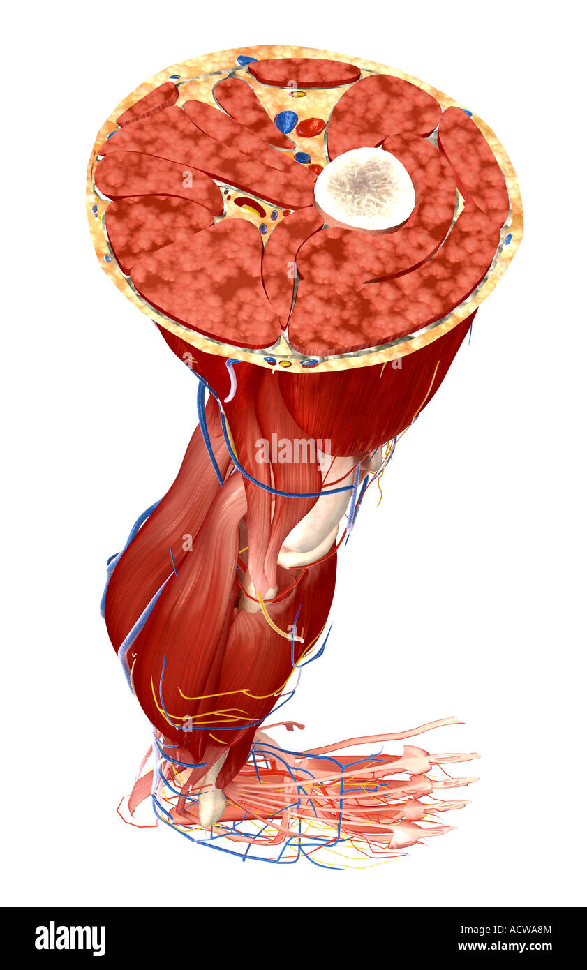 Transverse section of the leg Stock Photo - Alamy