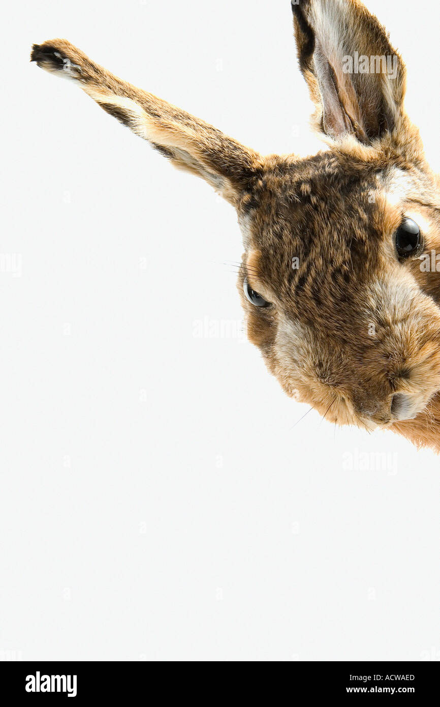 Curious looking rabbit Stock Photo - Alamy