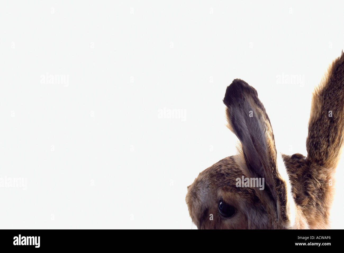 Rabbit rear view hi-res stock photography and images - Alamy