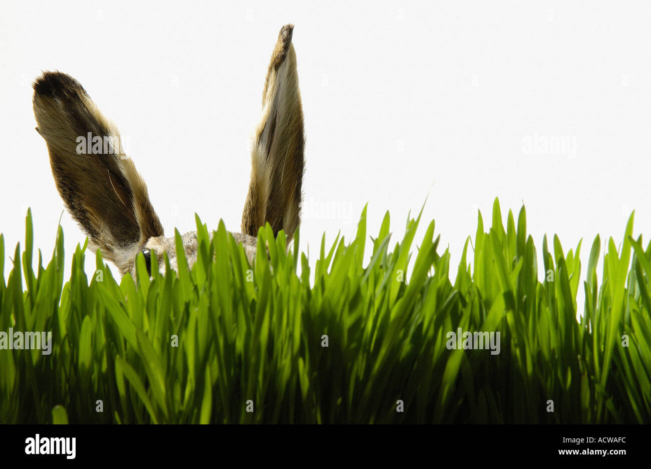 Rabbit in grass hi-res stock photography and images - Alamy