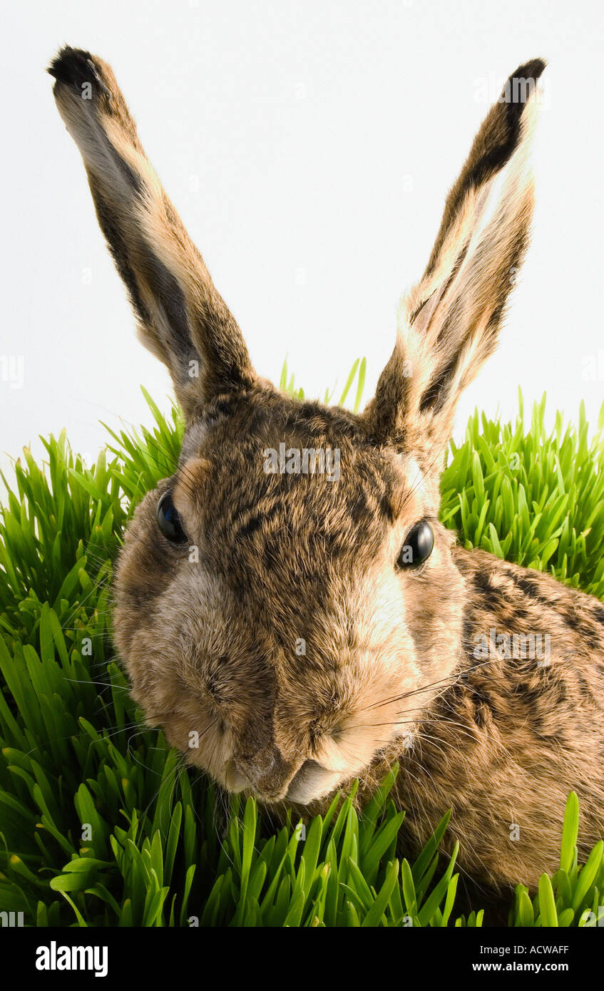 Rabbit in grass Stock Photo - Alamy