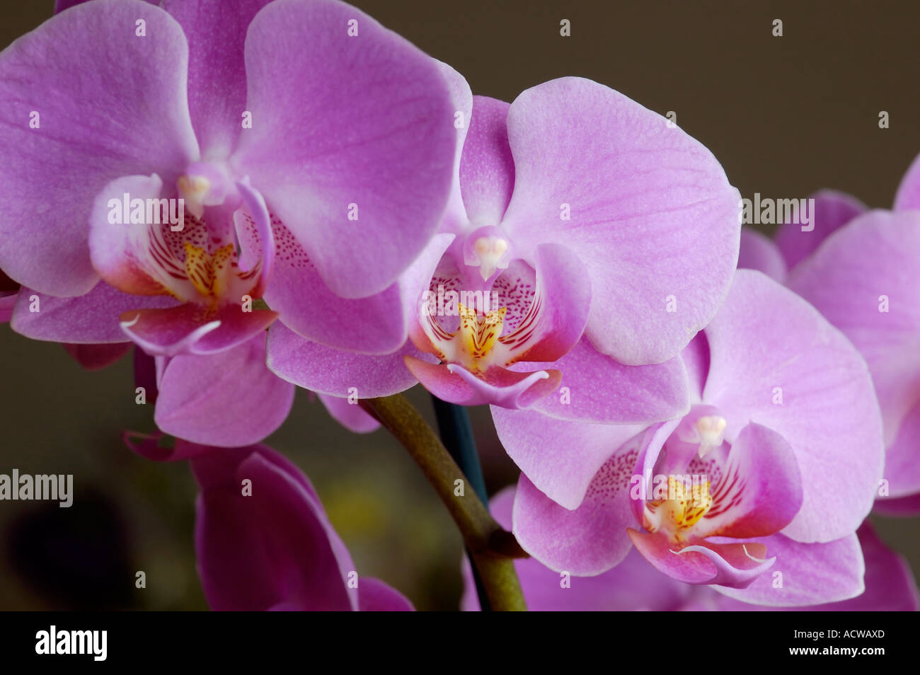 Moth Orchid Phalaenopsis Stock Photo - Alamy