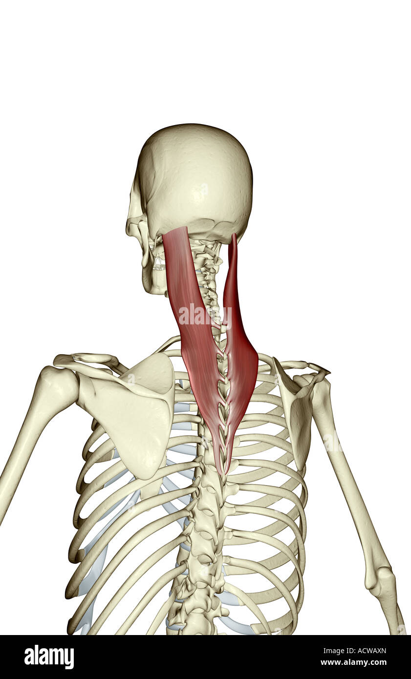 Splenius capitis muscle hi-res stock photography and images - Alamy
