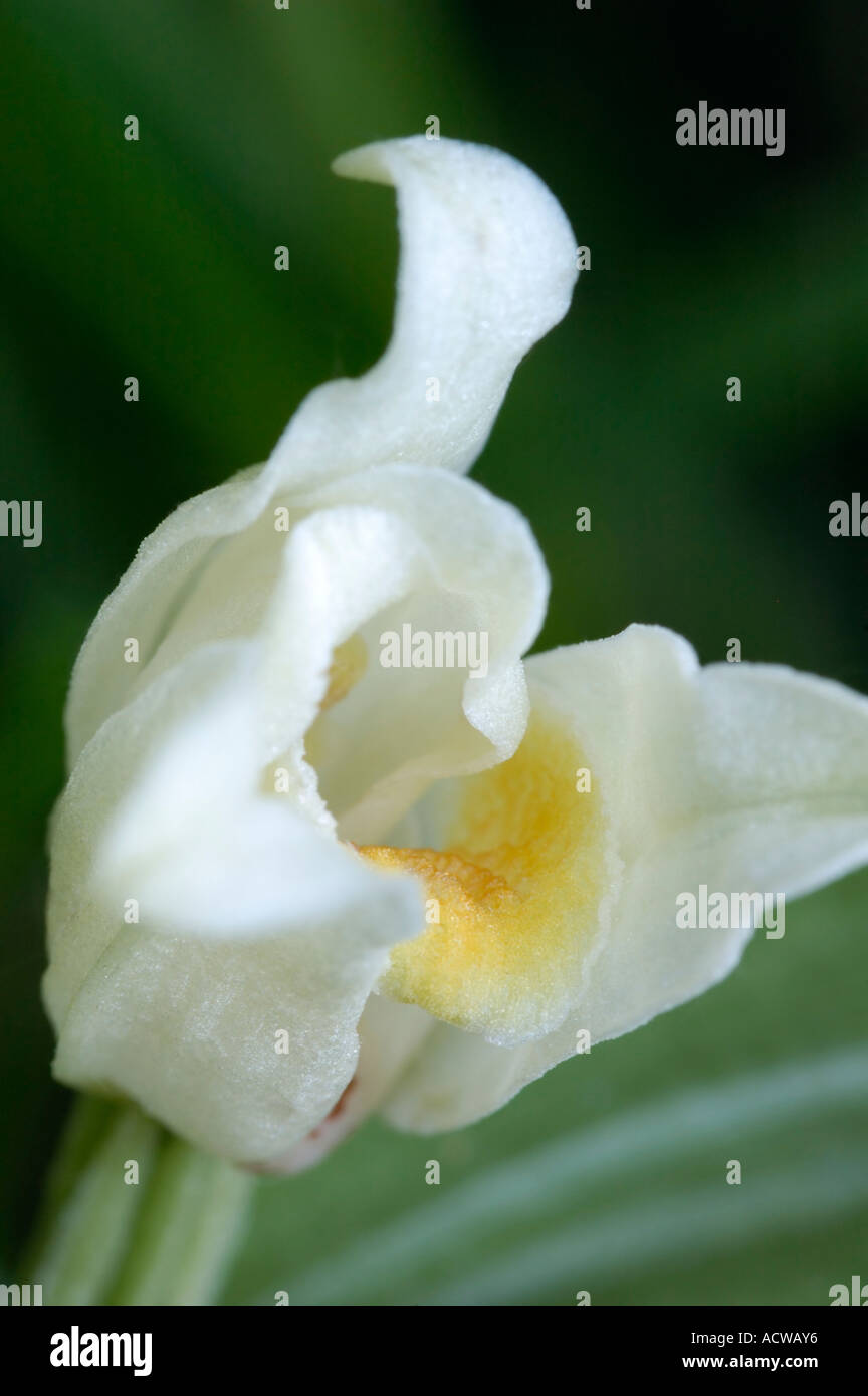 White Helleborine Cephalanthera damasonium Single flower close up Stock ...