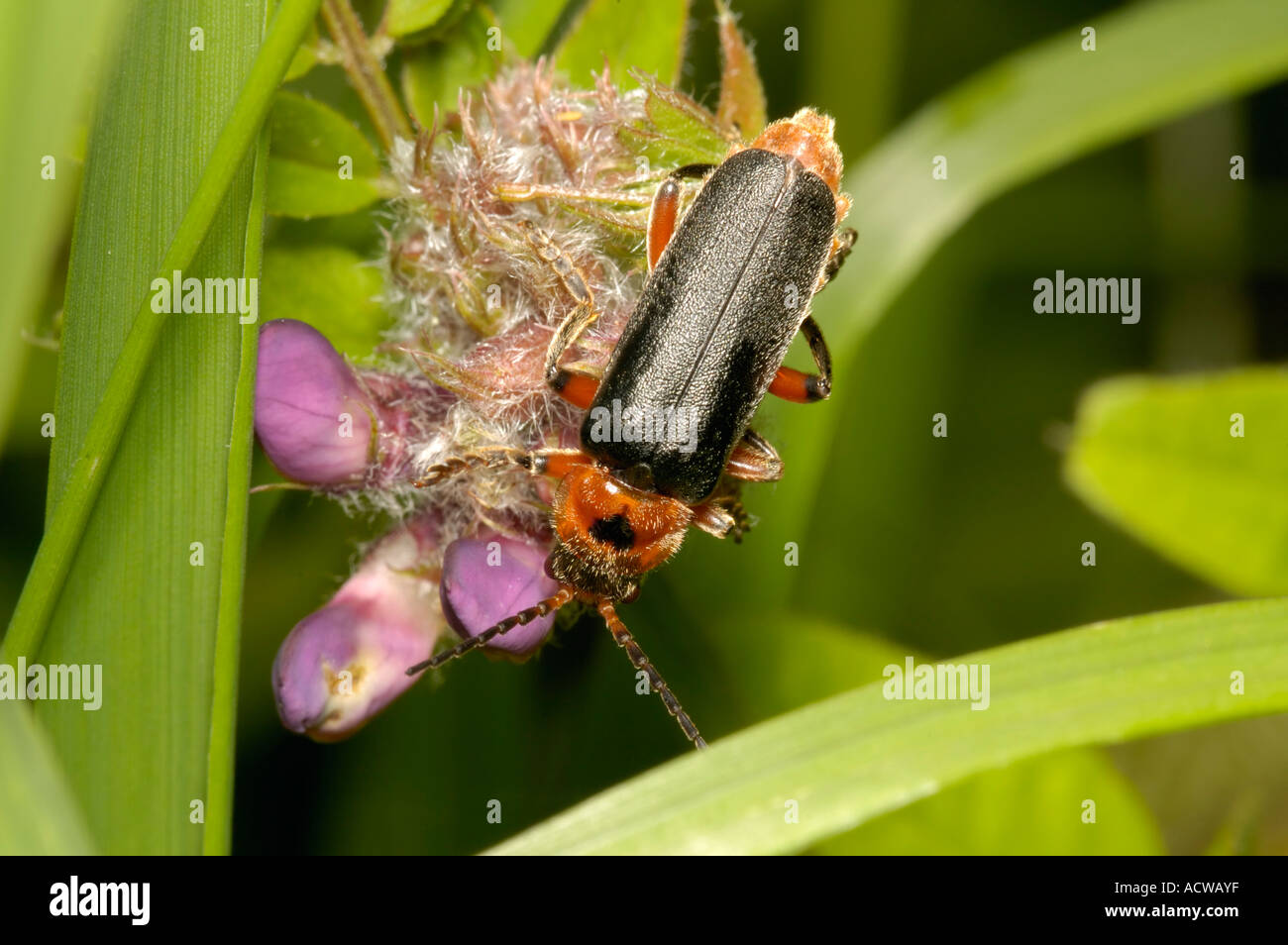 Rustic Sailor Beetle Cantharis rustica Stock Photo - Alamy