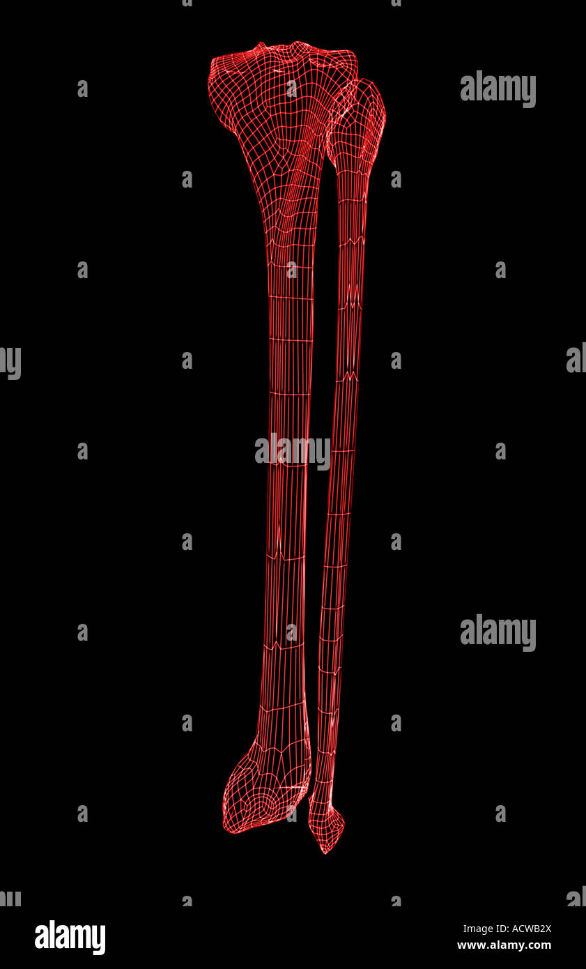Lower leg bones hi-res stock photography and images - Alamy