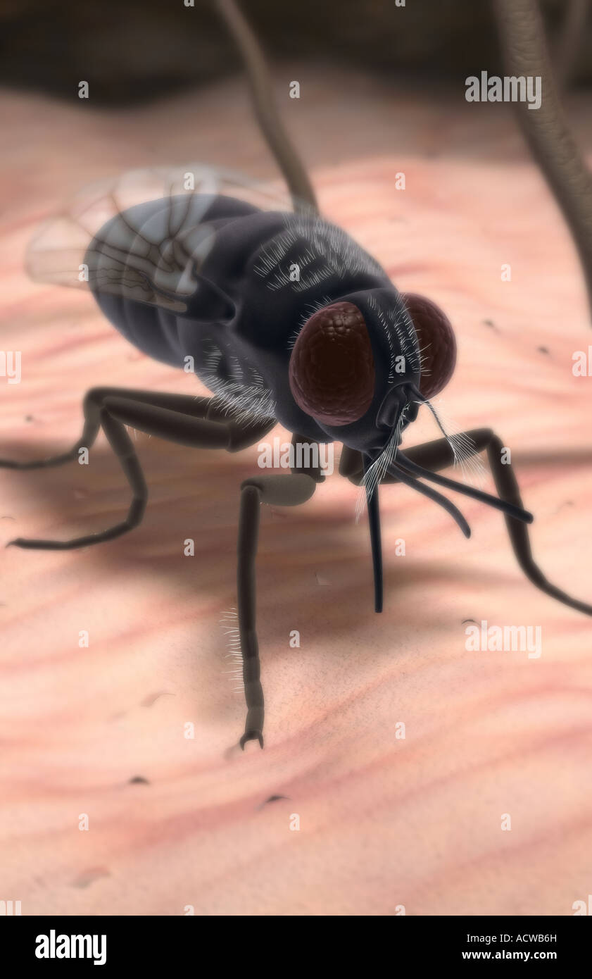 Tsetse fly Stock Photo - Alamy