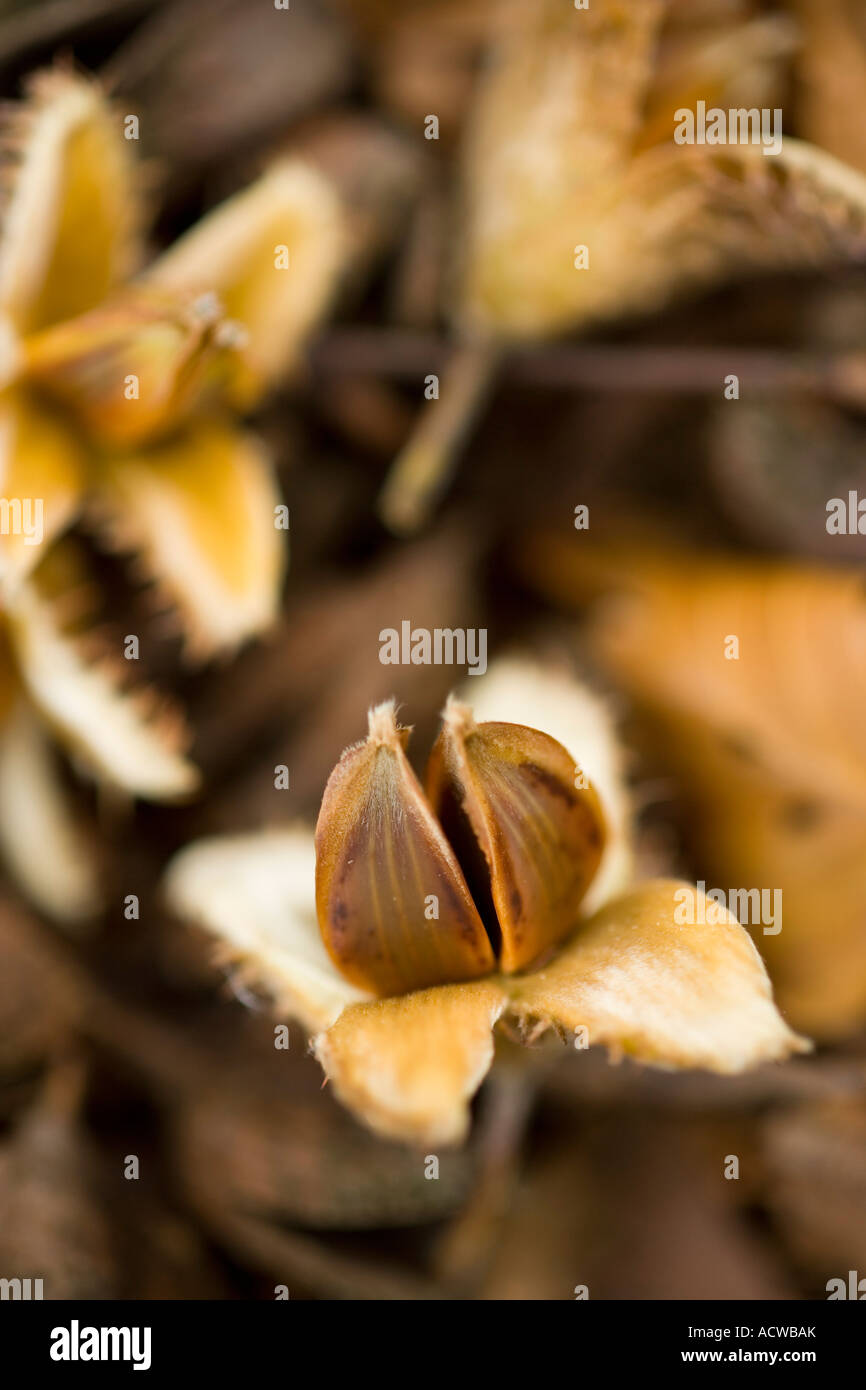 Beech mast the seeds of the European Beech tree Stock Photo - Alamy