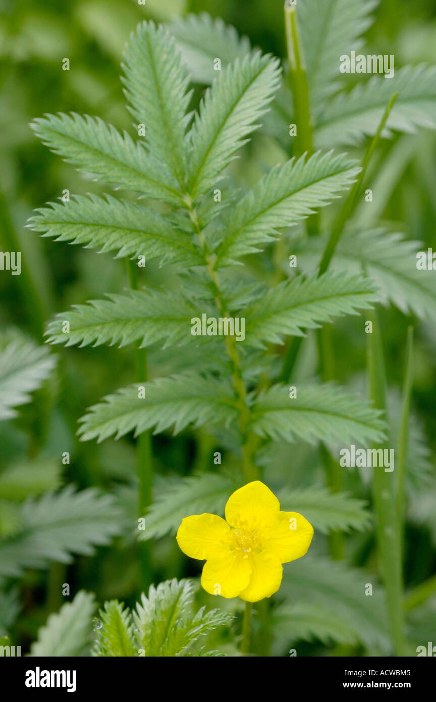 Silverweed flowers hi-res stock photography and images - Alamy