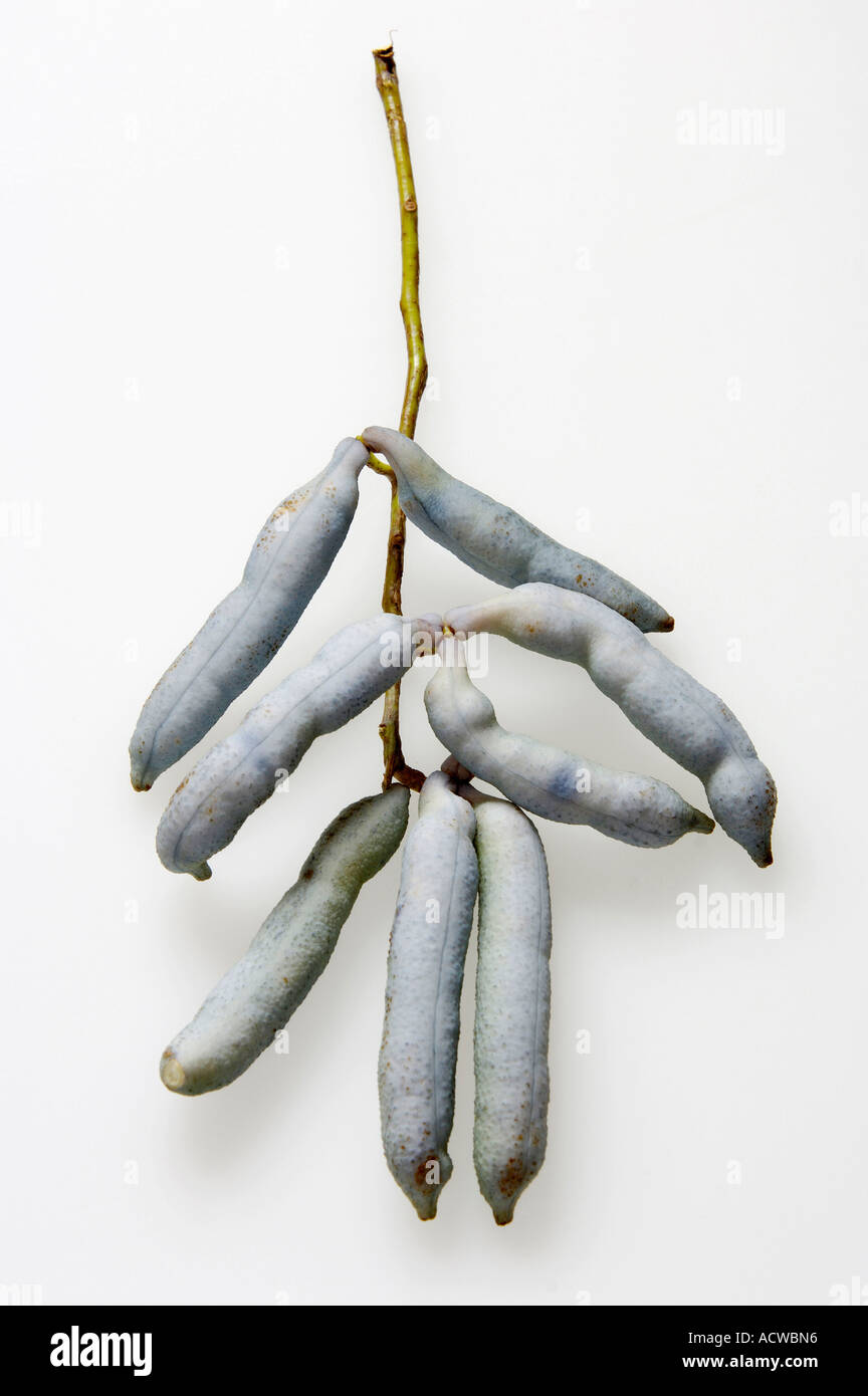 Blue Bean Shrub Stock Photo - Alamy