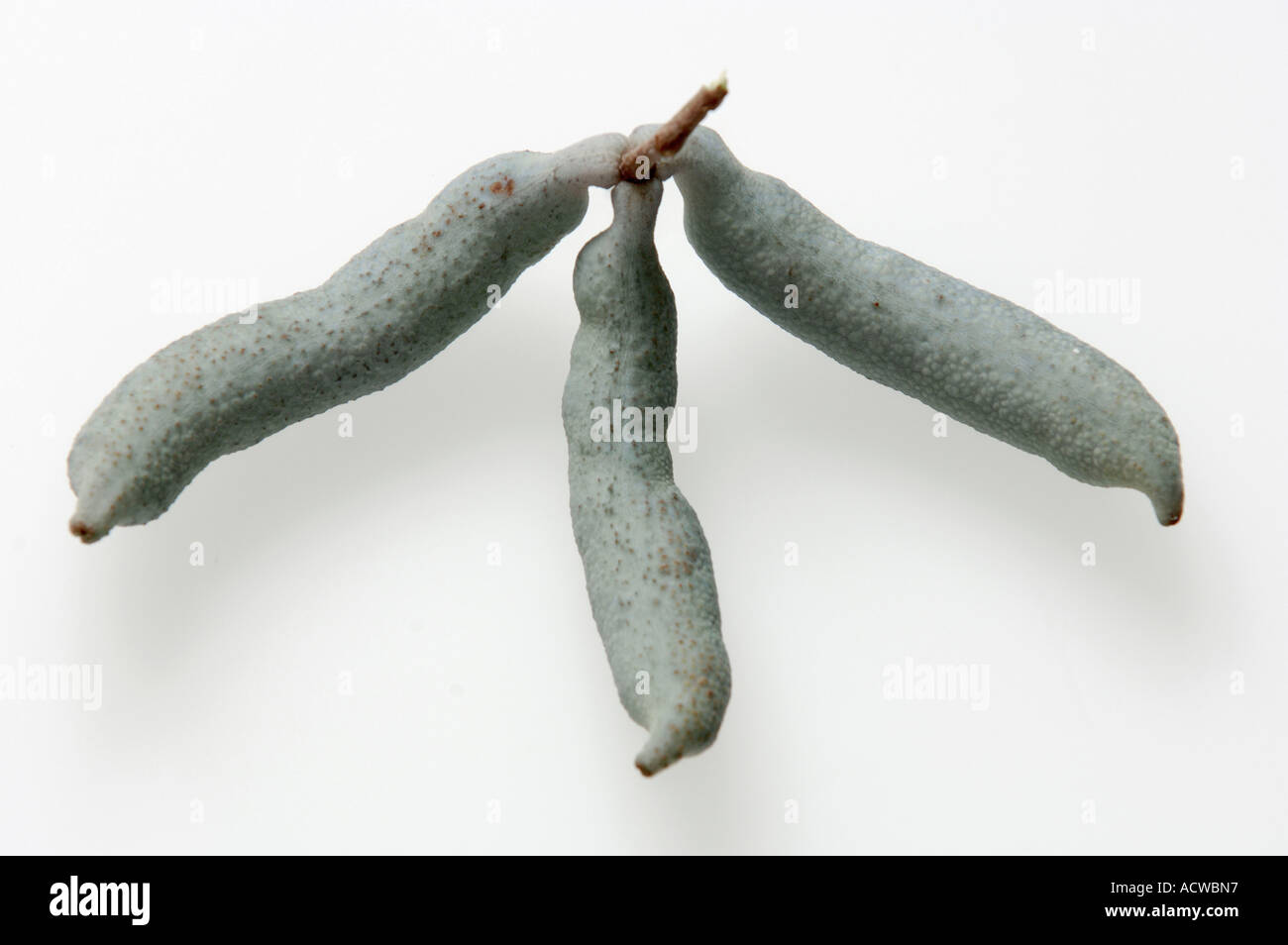 Blue Bean Shrub Stock Photo - Alamy