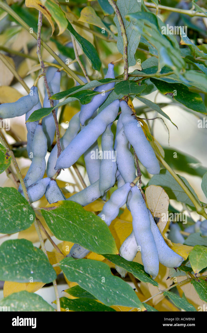Blue Bean Shrub Stock Photo - Alamy