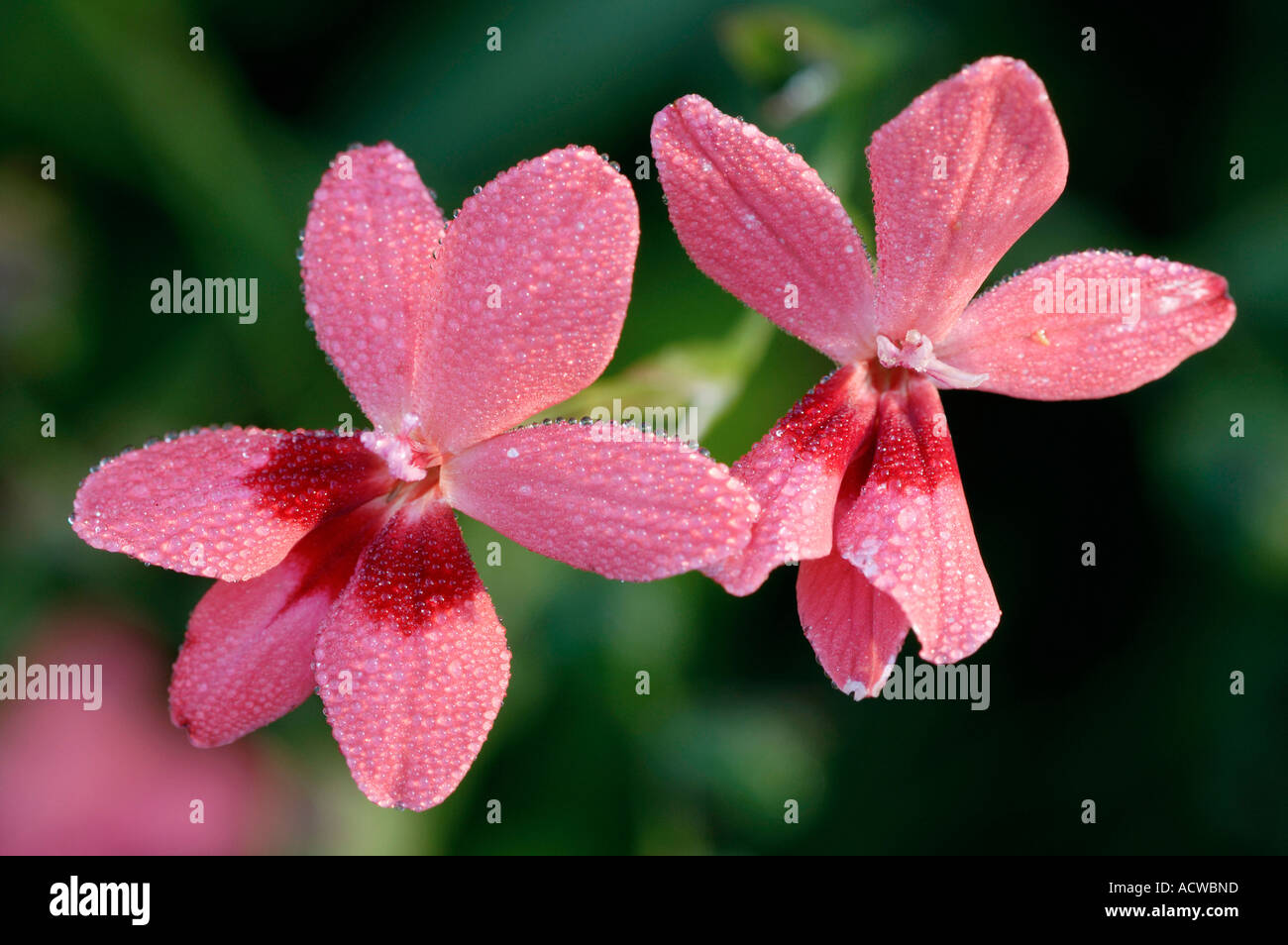 Freesia laxa hi-res stock photography and images - Alamy