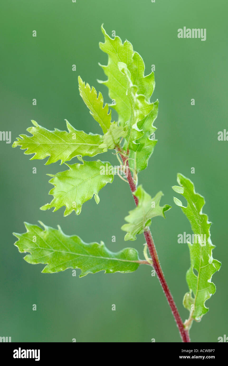 Turkey oak leaf hi-res stock photography and images - Alamy