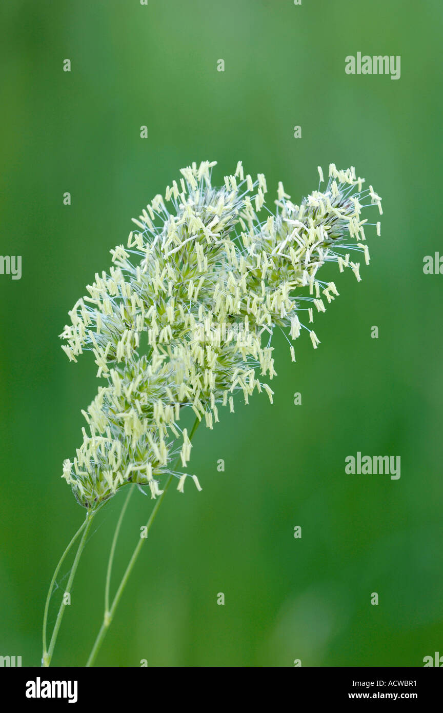 Upright grass plants hi-res stock photography and images - Alamy