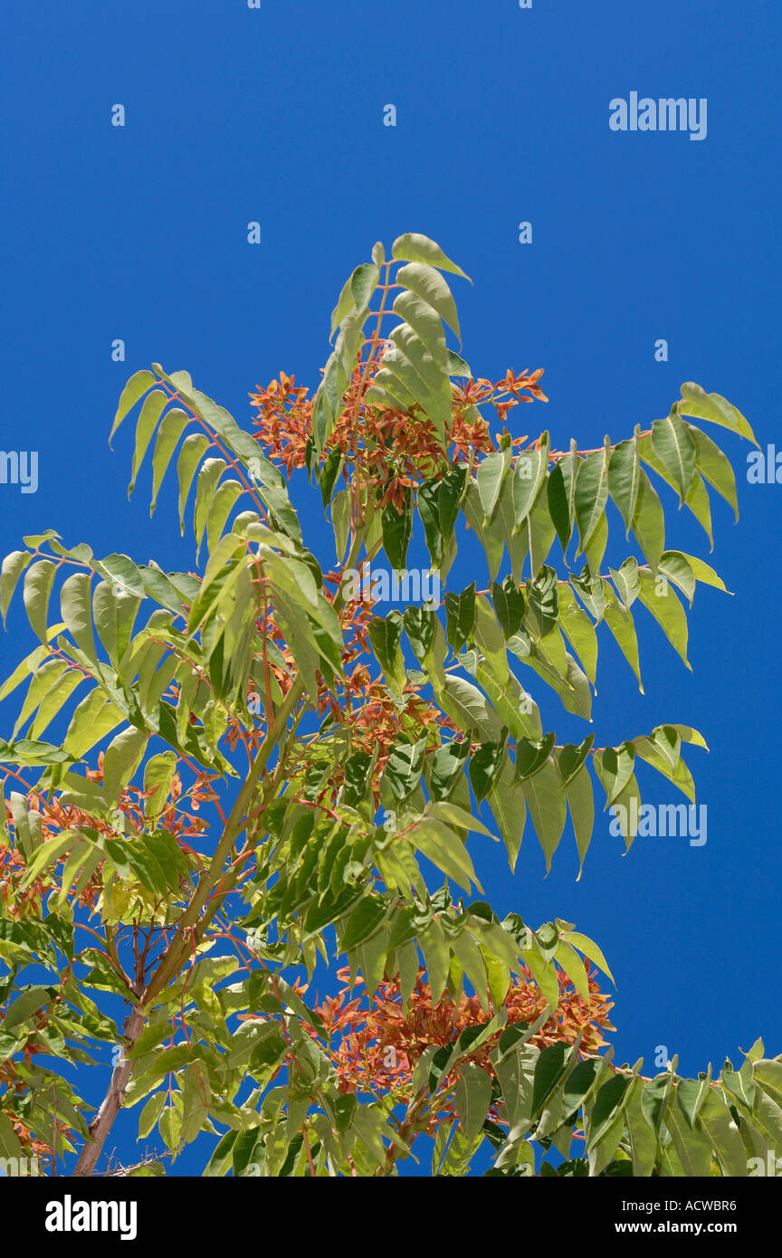 Tree of Heaven Stock Photo - Alamy