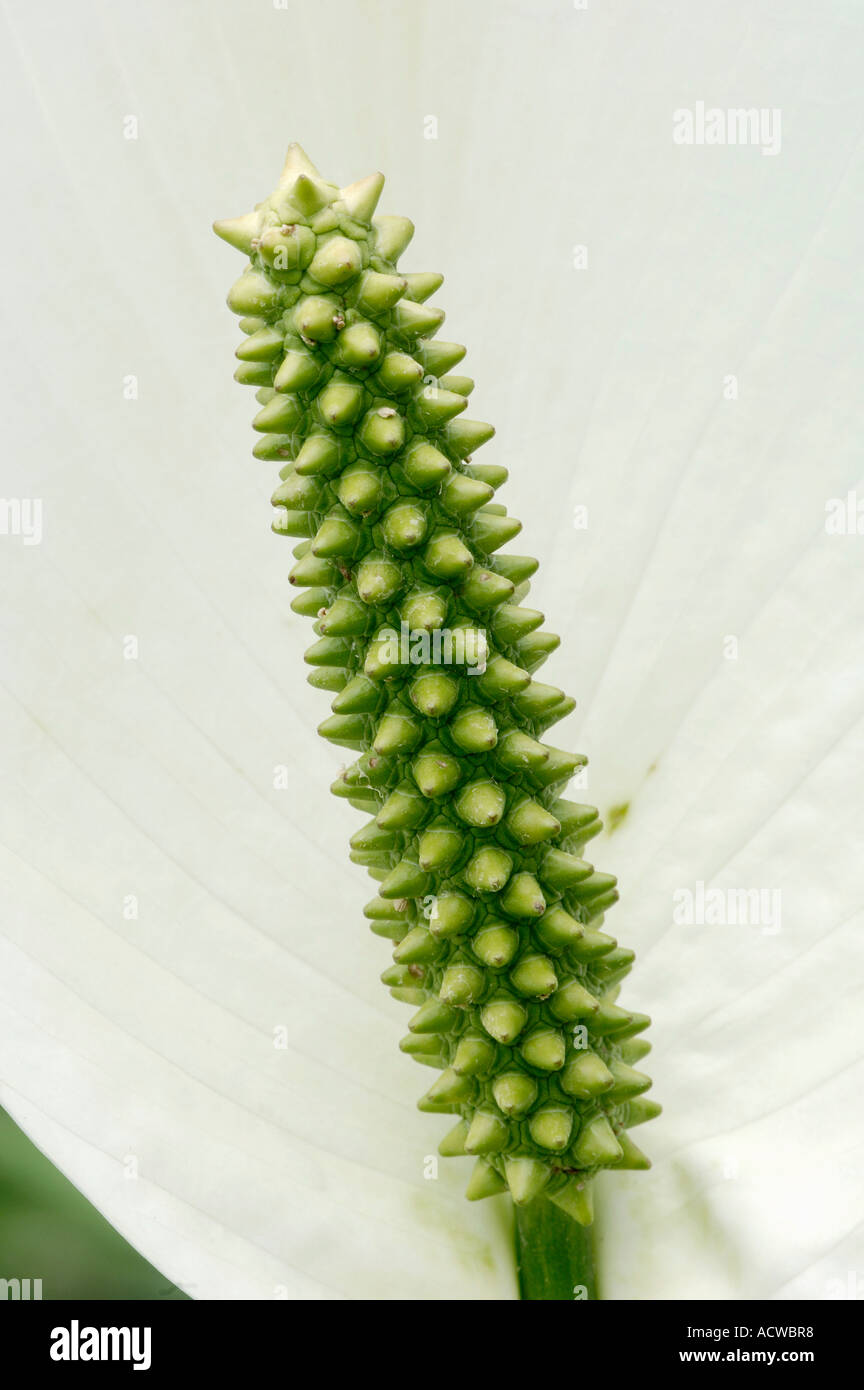 Araceae common hi-res stock photography and images - Alamy