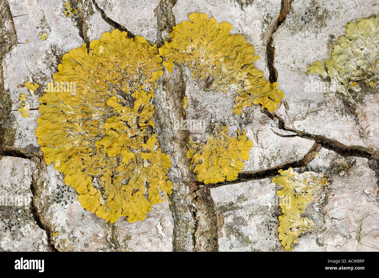 Sunburst Lichen / Common Orange Lichen Stock Photo - Alamy