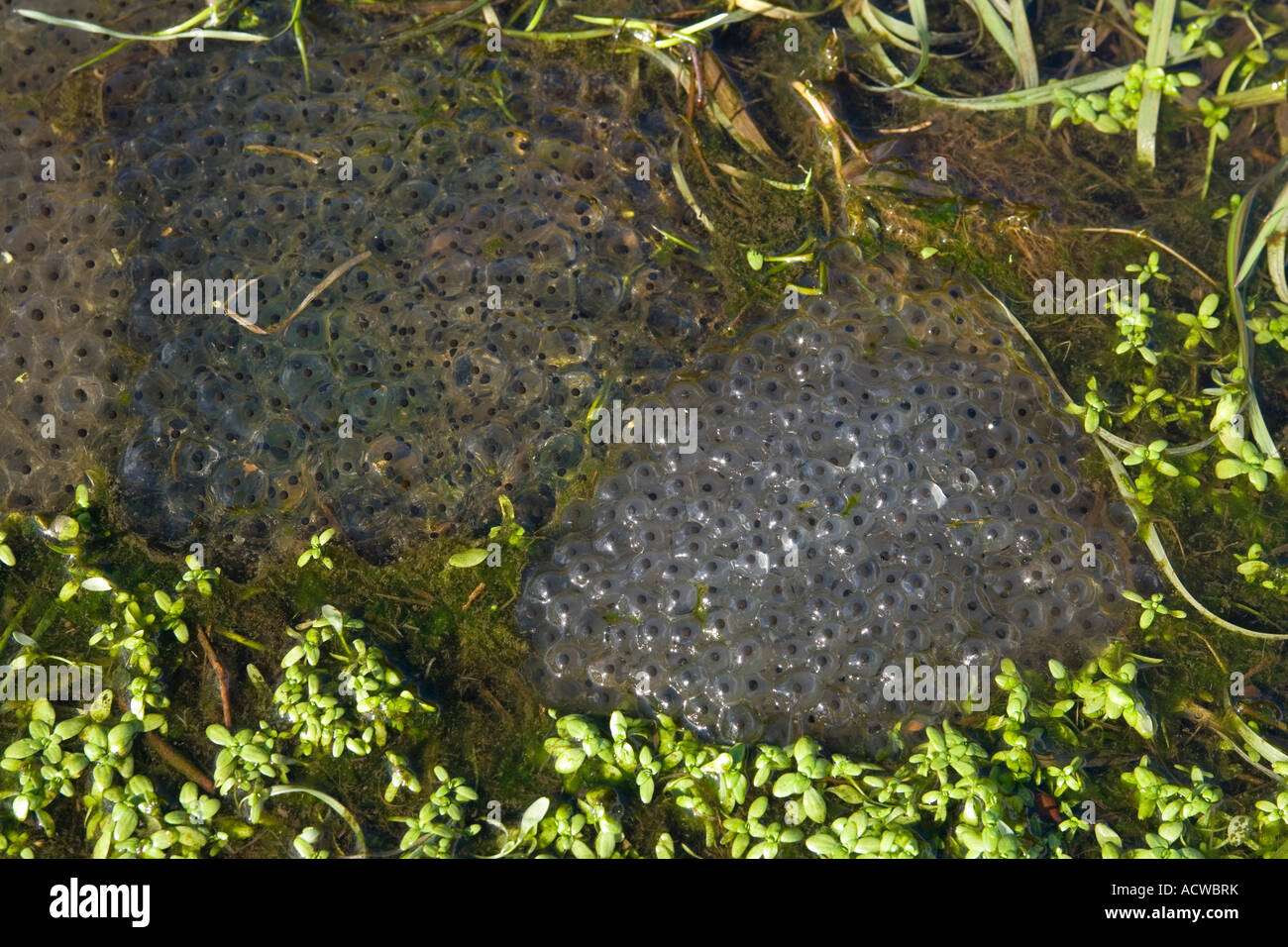 Jelly mass hi-res stock photography and images - Alamy