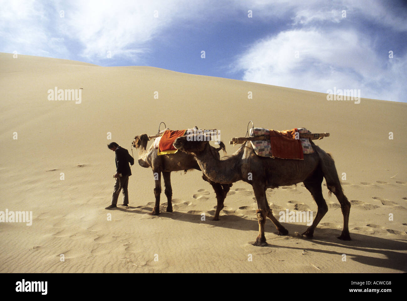 Camel driver leading his camels up a large sand dune in the Gobi Desert ...