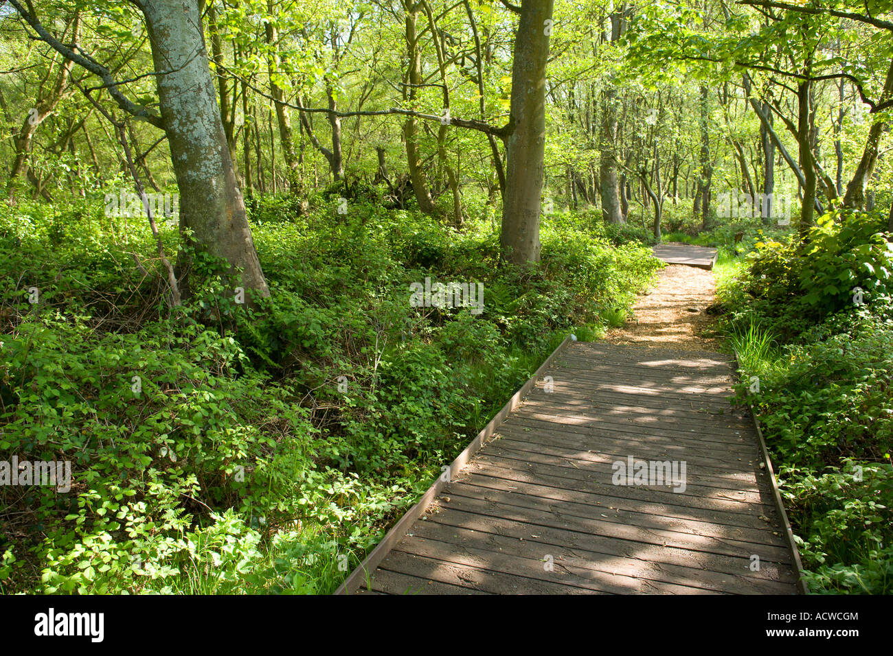 Woodchip path hi-res stock photography and images - Alamy