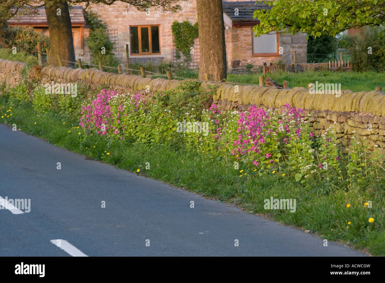 Country roadside flowers hi-res stock photography and images - Alamy