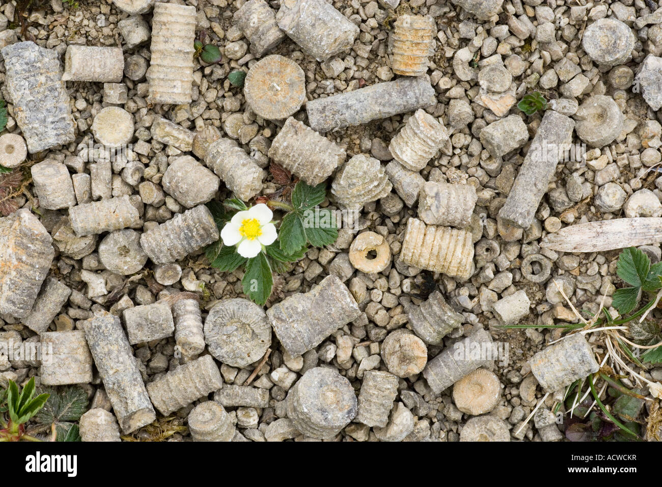 fossil remains of Crinoids at Salthill Quarry nature reserve Lancashire ...
