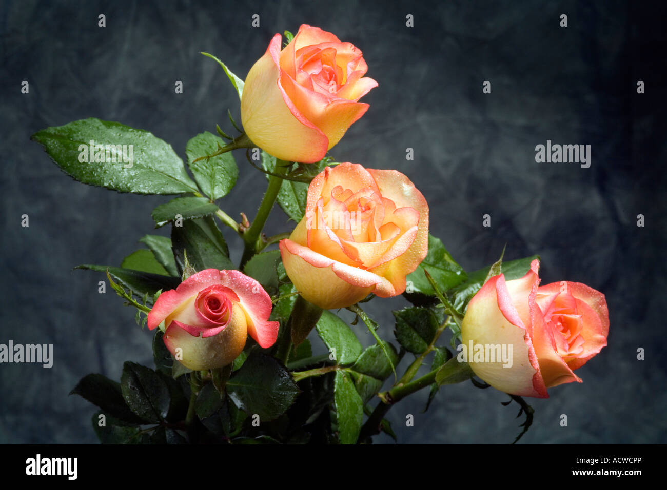 Four yellow roses with a grey background Stock Photo - Alamy