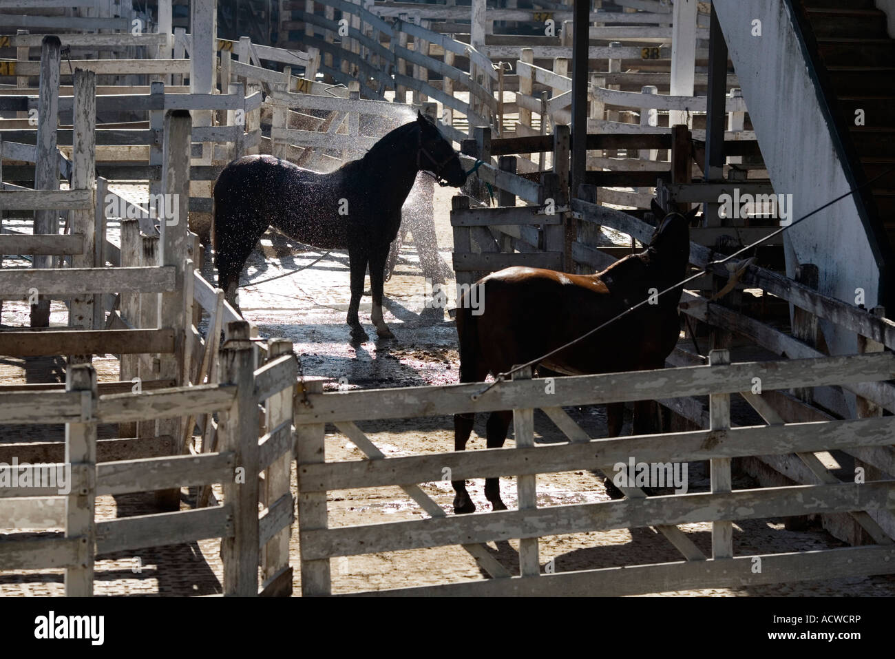 Stable horse bath hi-res stock photography and images - Alamy