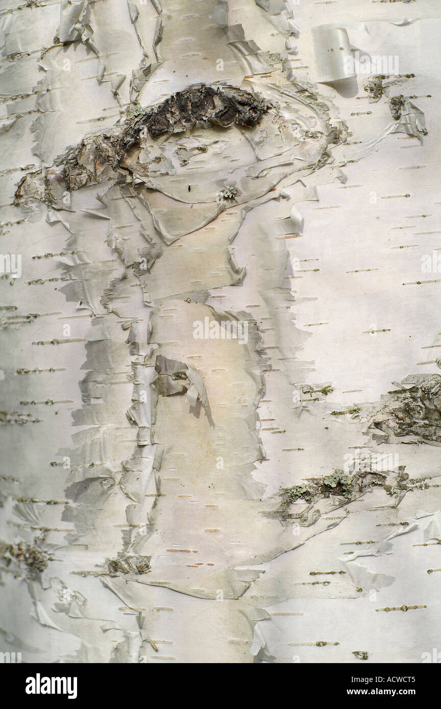Birch family betulaceae hi-res stock photography and images - Alamy