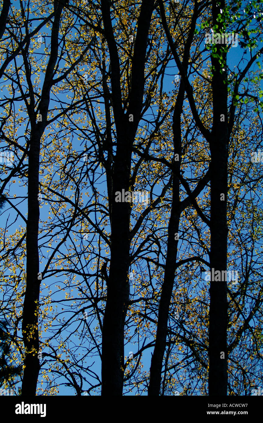 Trees in springtime Stock Photo - Alamy