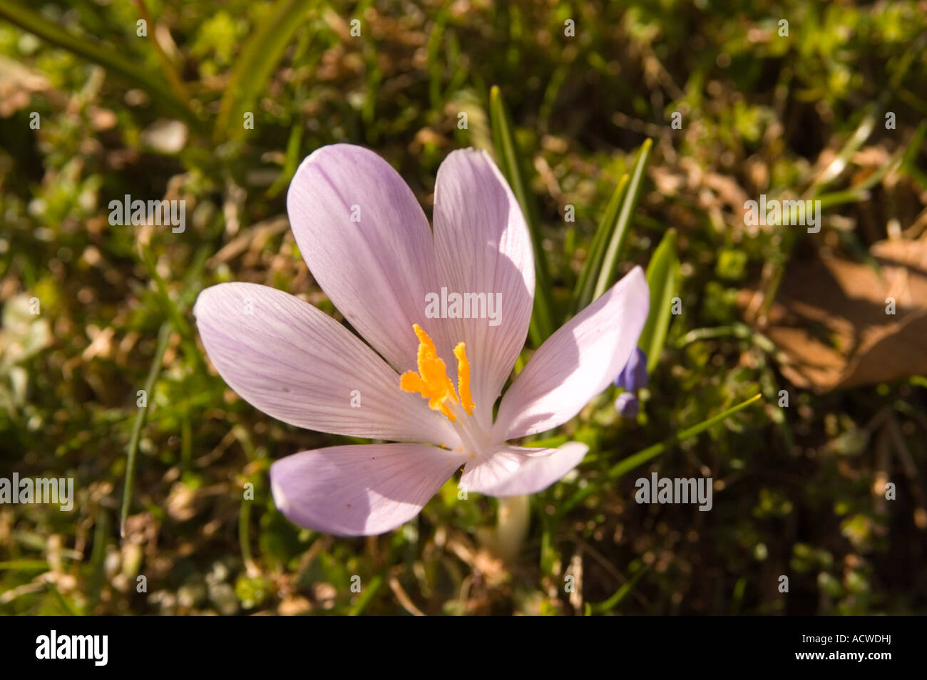 Crocus spec hi-res stock photography and images - Alamy