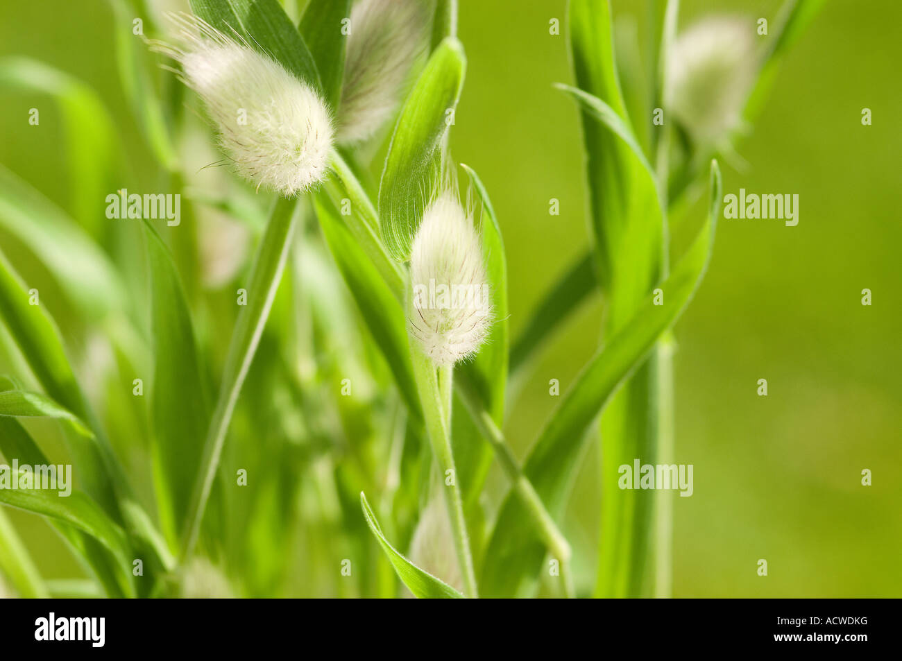 Lagurus ovatus poaceae hares tail grass Stock Photo - Alamy