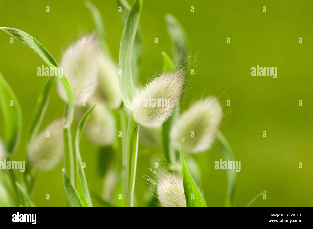 Lagurus ovatus poaceae hares tail grass Stock Photo - Alamy