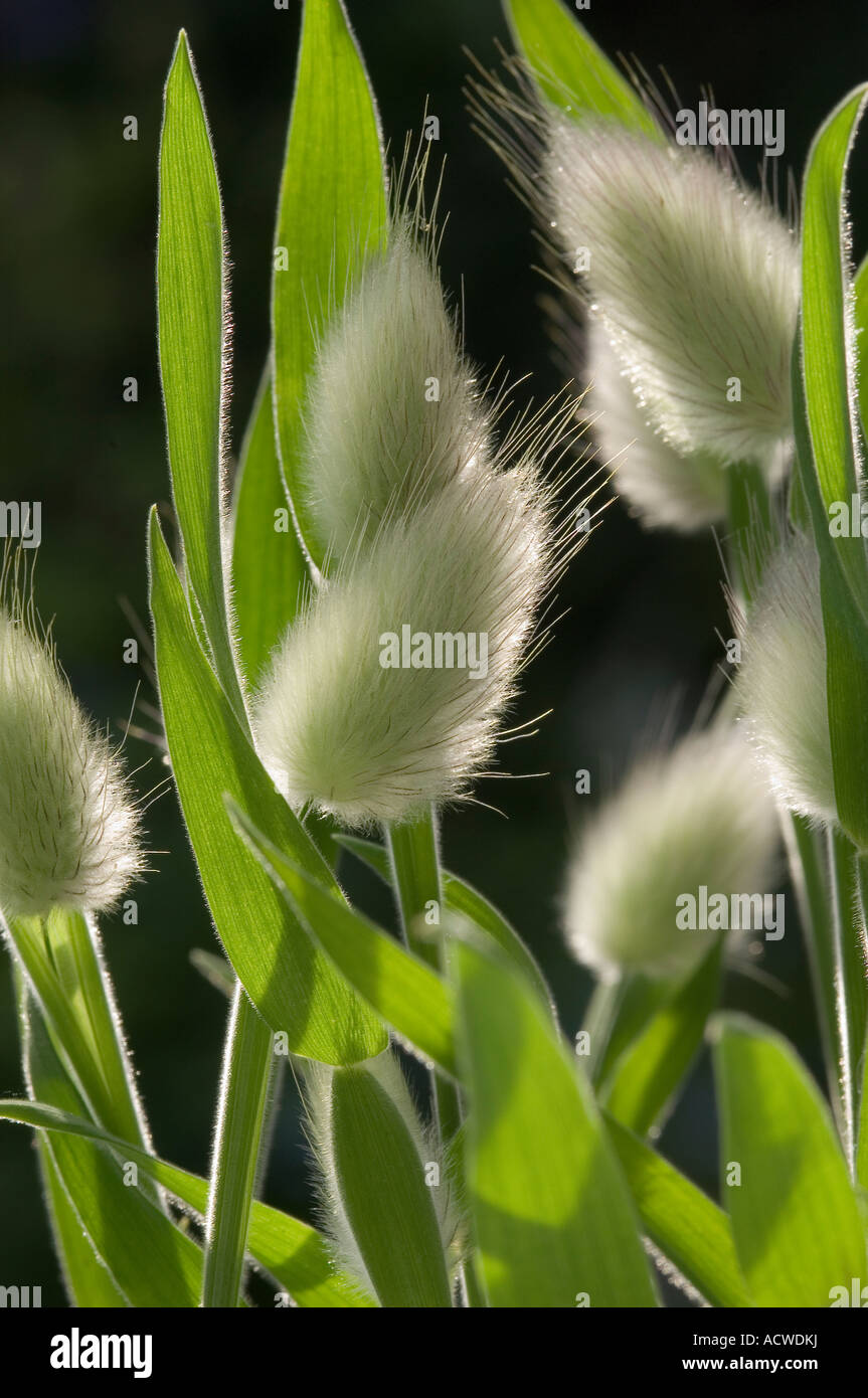 Close up of Lagurus ovatus poaceae hares tail seed heads grass grasses ...