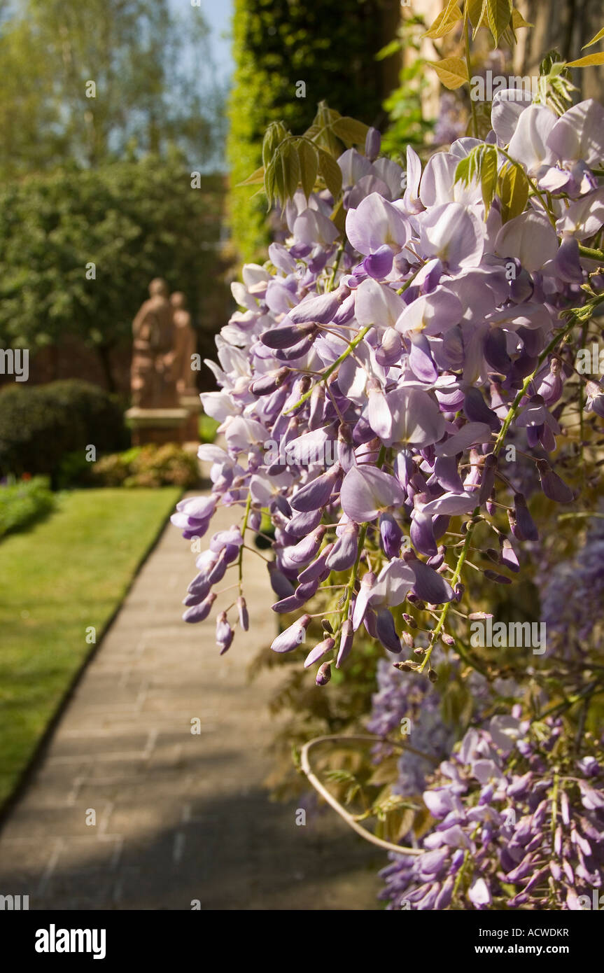 Close up of purple wisteria flowers flower flowering in spring England ...