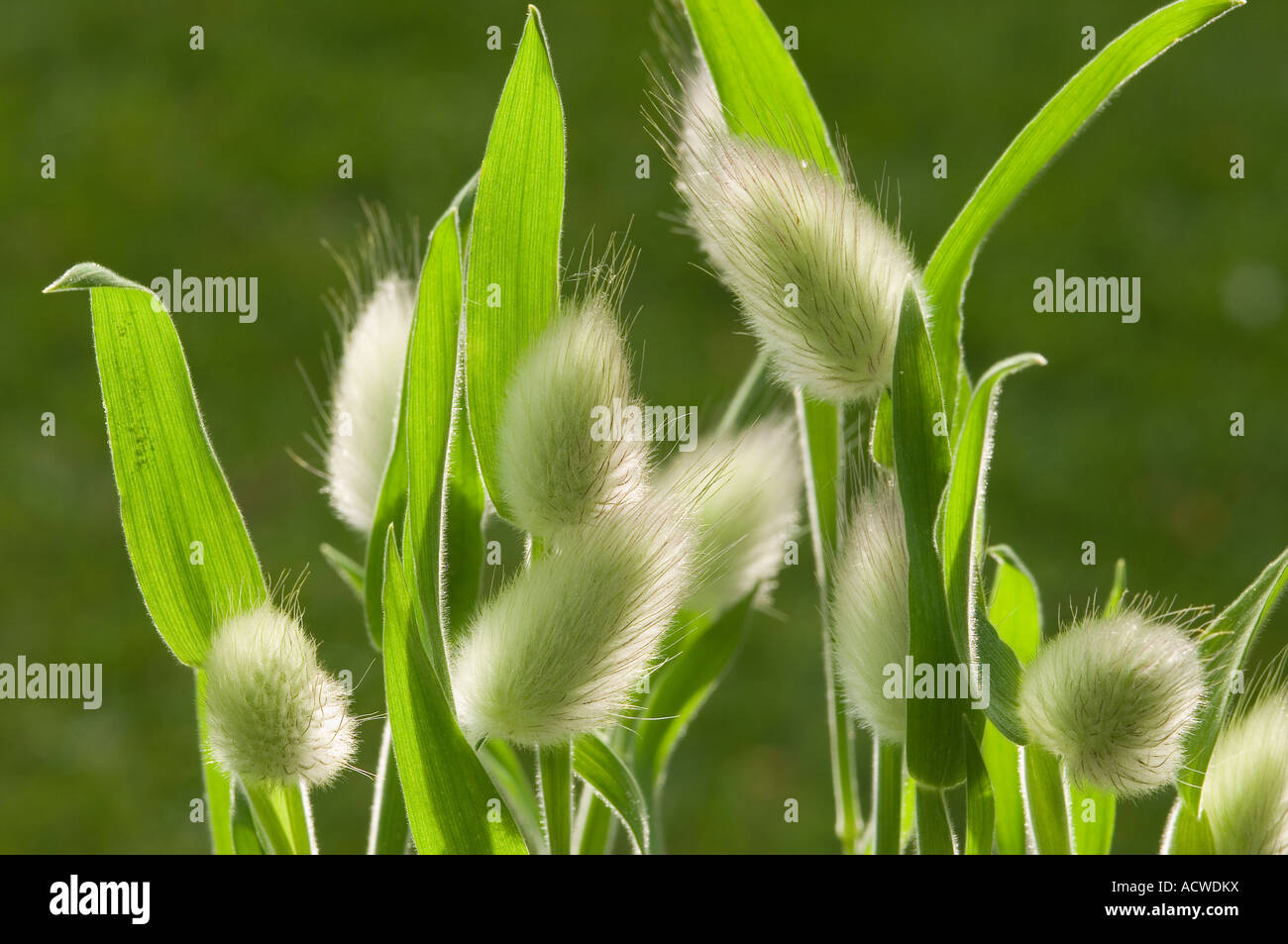 Poaceae hi-res stock photography and images - Alamy
