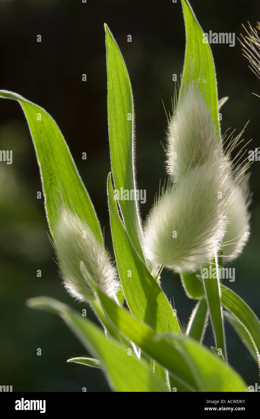 Lagurus ovatus poaceae hares tail grass Stock Photo - Alamy