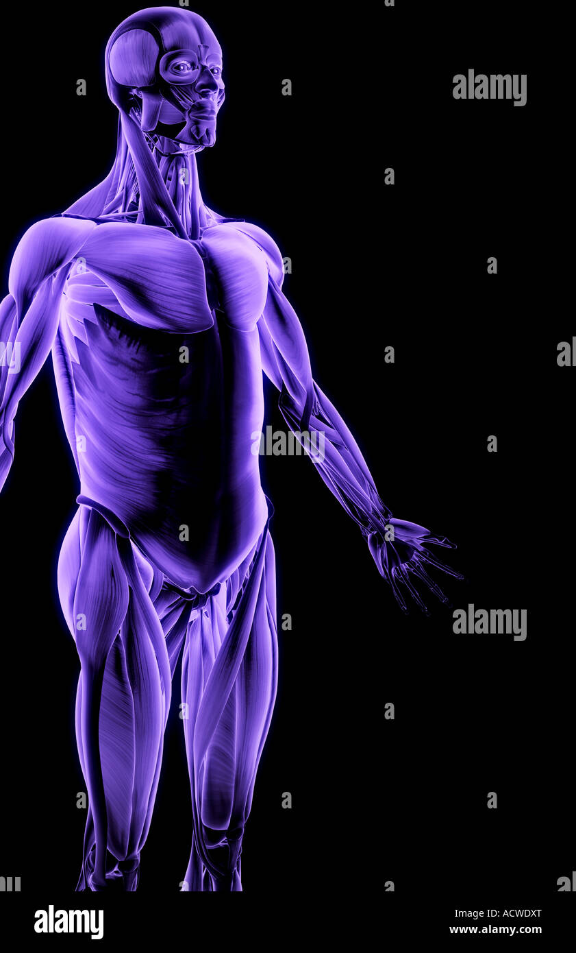 Muscles of the upper body Stock Photo - Alamy