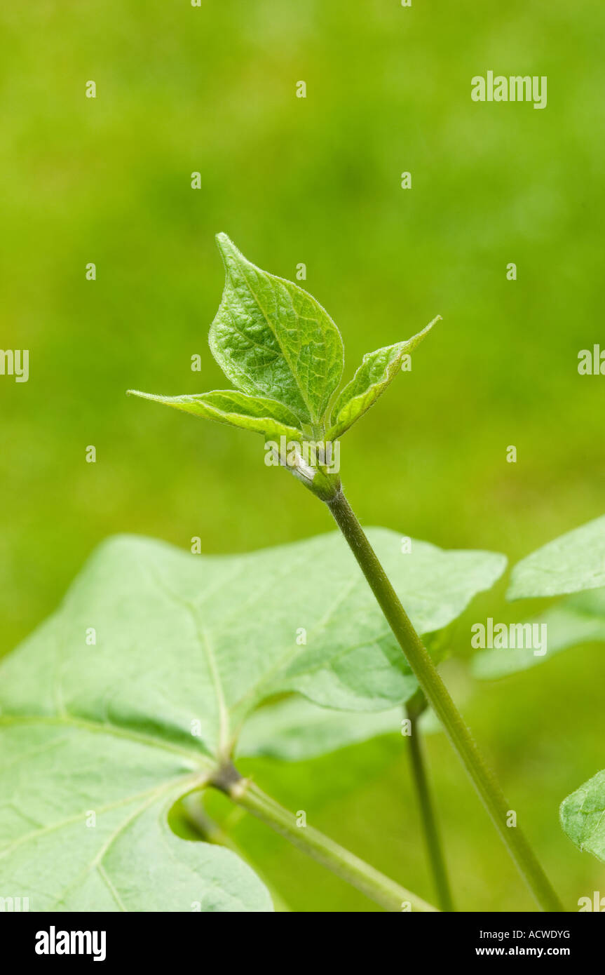 Bean plant hi-res stock photography and images - Alamy