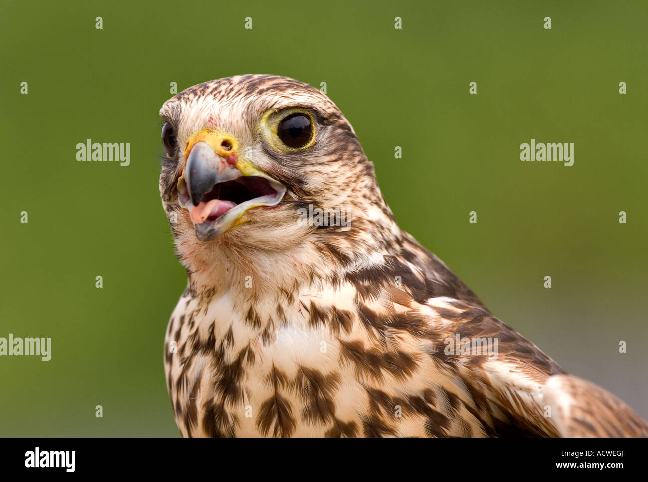 Altai falcon hi-res stock photography and images - Alamy