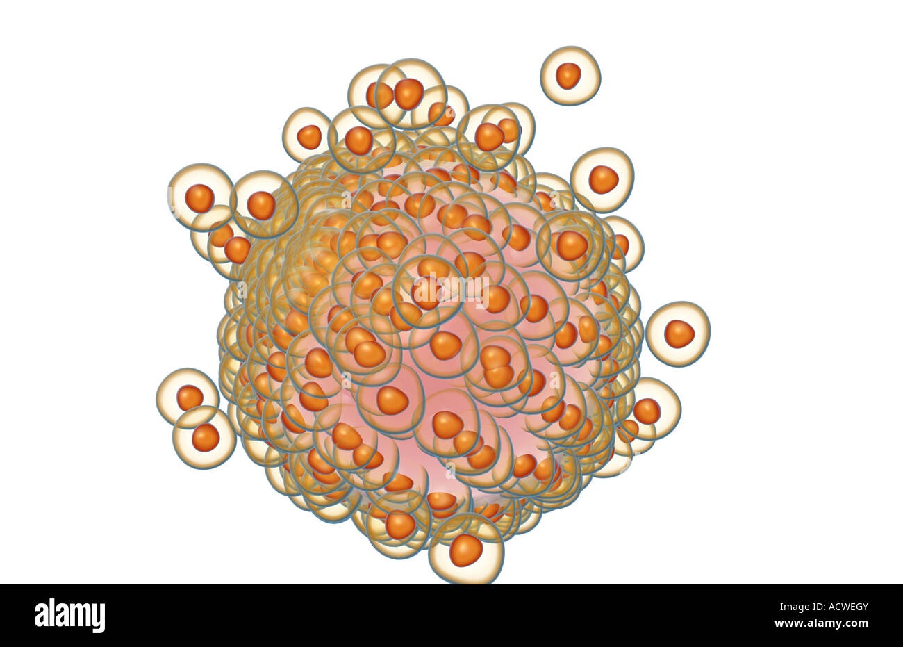 Human ovum corona radiata hi-res stock photography and images - Alamy