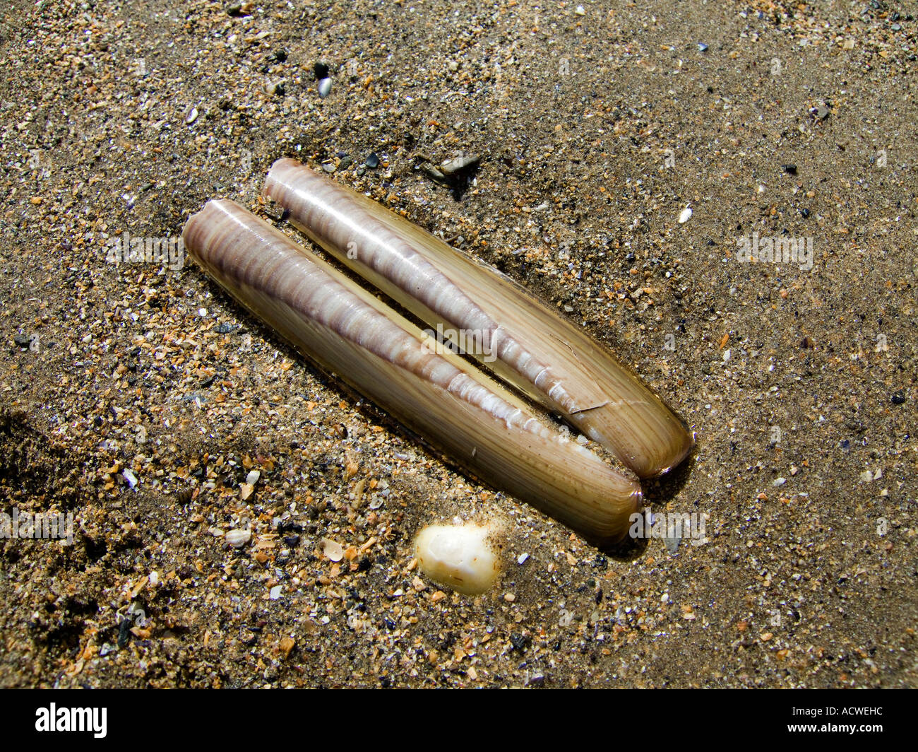 The simple beauty of a razor clam shell on an Irish beach Stock Photo ...