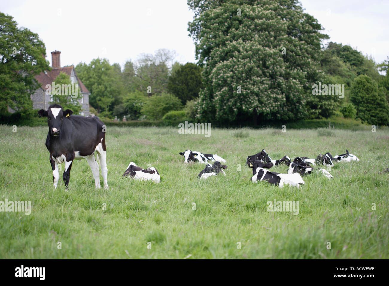 Small group of cattle sitting in a glebe field Sussex England UK Stock ...